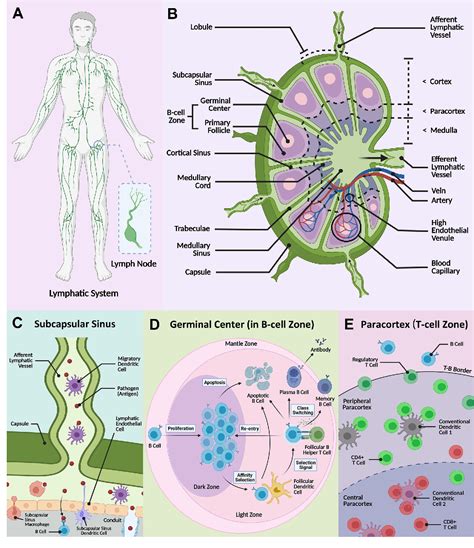 Figure 1 From Integrative Lymph Node Mimicking Models Created With