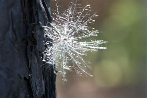 Premium Photo Dandelion Seed On Tree Trunk On Green Background