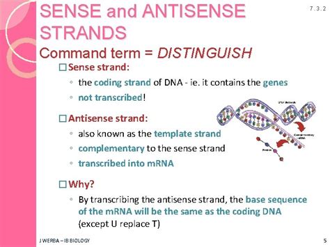 Transcription Ahl Topic 7 3 Ib Biology Miss