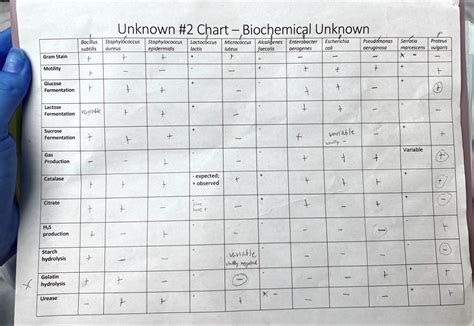 Unknown 2 Chart Biochemical Unknown Bacillus Subtilis Staphylococcus Aureus Staphylococcus