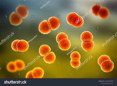 Streptococcus Pneumoniae Bacteria Known Pneumococcus Grampositive ภาพประกอบสต็อก 2333097969