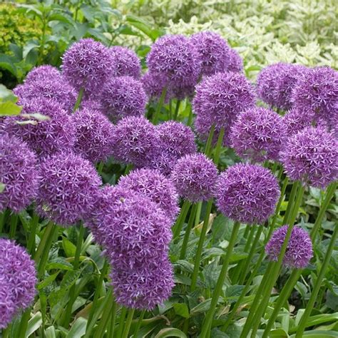 Purple Sensation Allium Allium Aflatunense American Meadows Bulb