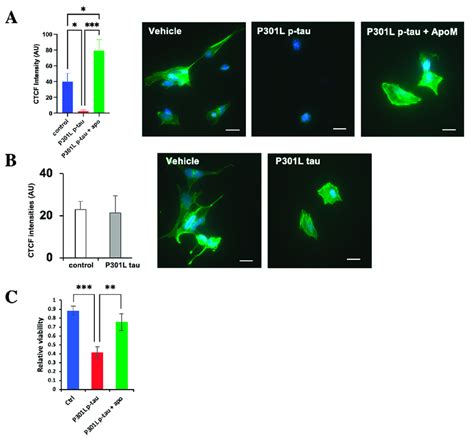 Hyperphosphorylated P301l P Tau But Not P301l Tau Can Disrupt The Download Scientific Diagram
