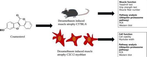 Coumestrol 通过 Ampk Foxo13 信号减弱地塞米松诱导的肌肉萎缩journal Of Functional Foods
