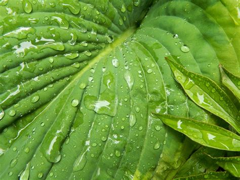 무료 이미지 자연 액체 잔디 잎 꽃 녹색 생기게 하다 식물학 정원 플로라 물방울 원예 초목 빗방울