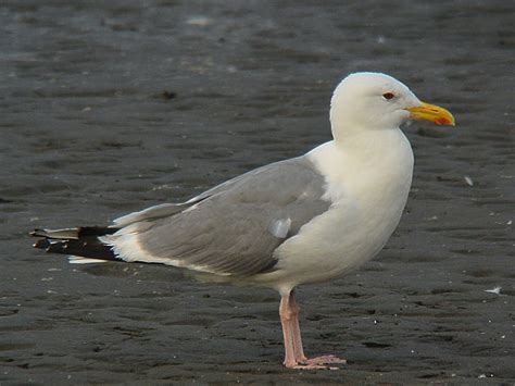 タイミルセグロカモメ成鳥夏羽冬羽移行中 04