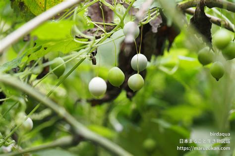 スズメウリ 日本まるごと生き物図鑑
