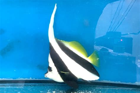 KBO ハタタテダイ L 海水魚カミハタビジネスオンライン