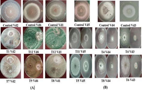 A Effect Of Trichoderma Isolates On The Mycelial Growth Of V Dahliae Download Scientific