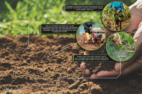 How To Replenish Soil After Tomatoes Inc Amending Soil Or What To Plant