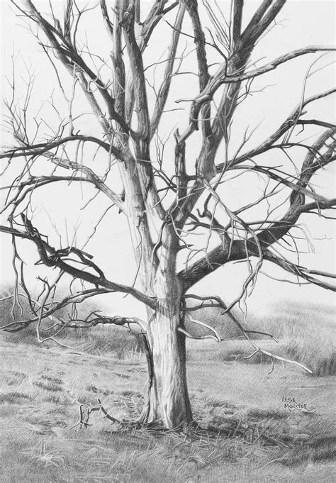 Tree Pencil Drawing Art Print Tree Art Print Oak Tree Old Tree Art