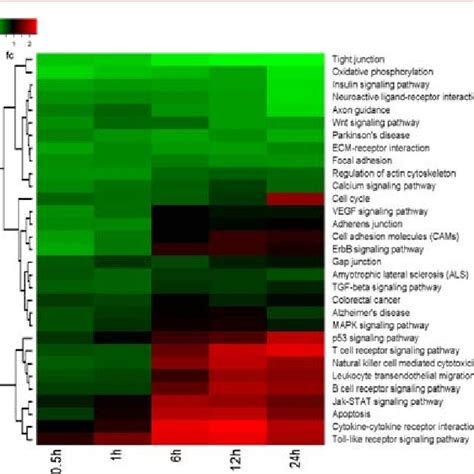 Hierarchical Cluster Analysis Showing Partition Clustering Of Genes