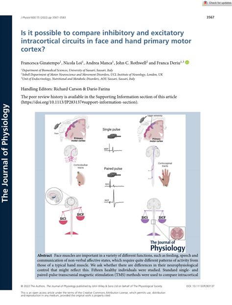 Pdf Is It Possible To Compare Inhibitory And Excitatory Intracortical