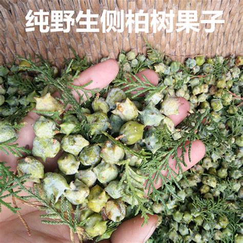 柏树籽的作用与功效 柏树籽做枕头的效 柏树叶洗头的正确 第6页 大山谷图库