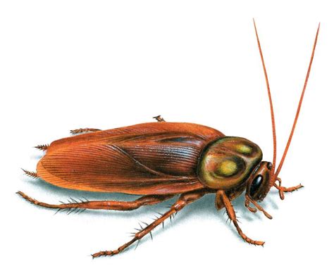 Cockroach Alchetron The Free Social Encyclopedia