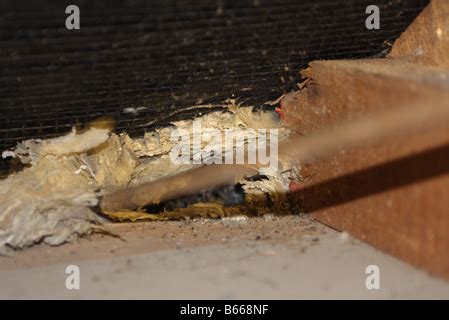 Large Wasps Nest Found In Attic Being Destroyed With A Stick In The