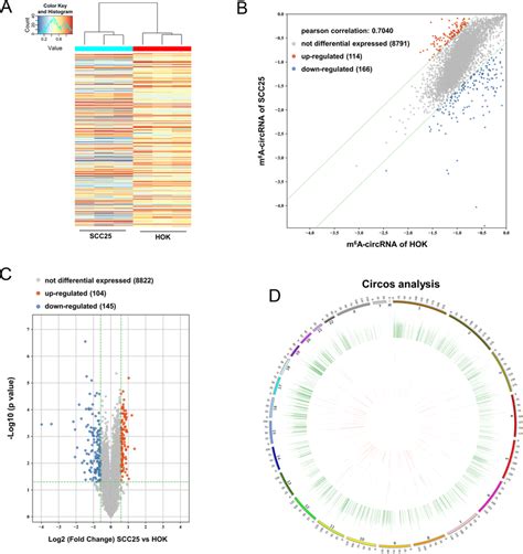 M⁶a Circrna Microarray Analysis Revealed The M⁶a Modified Circrna In