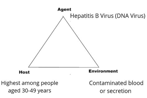 Hepatitis B Symptoms Causes Transmission Treatment Lab Test