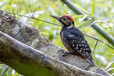 White Backed Woodpecker Amami Ebird