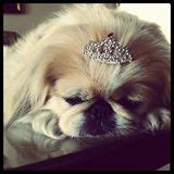 Mei Ling Contest Entry 51908 Modern Dog Magazine