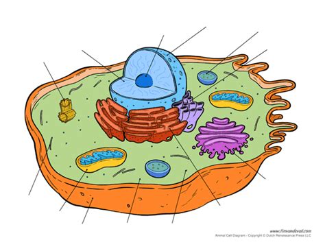 cell structure and function diagram quizlet