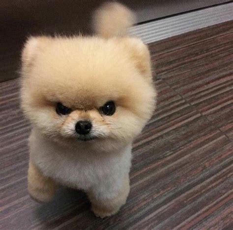 When Youre Too Cute To Be Angry R Aww