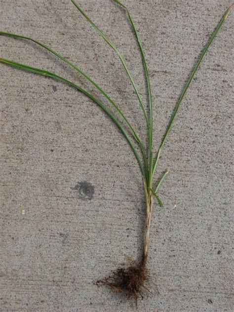 Nut Grass Facts And Health Benefits Health Benefits