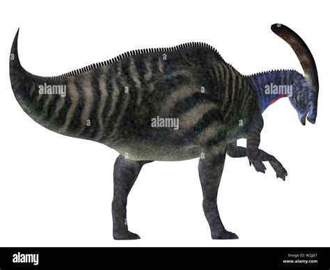 Parasaurolophus With A Cranial Crest Was A Herbivorous Hadrosaur