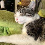 Sleeping Cat Meme Generator Imgflip