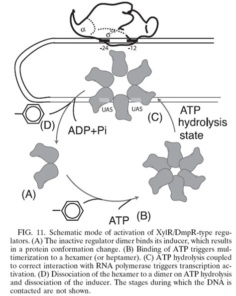 Teamevrymodelphenol Model