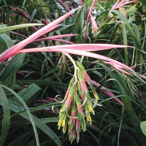 Bromeliad Queens Tear Friendship Plant Billbergia Nutans Etsy