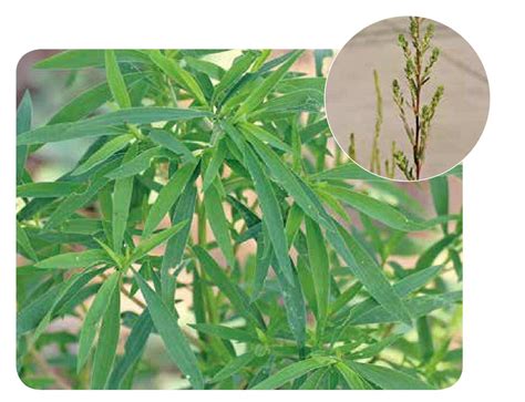 地肤子 北京地区中草药识别