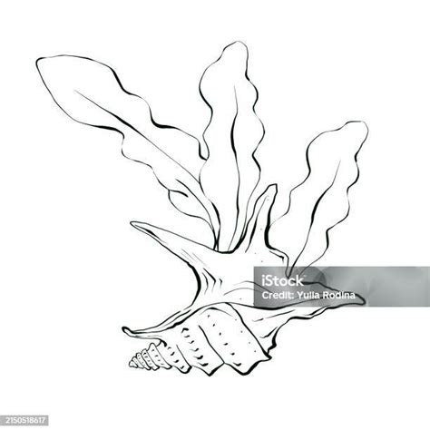 조개껍데기와 해초 뭉치 손으로 그린 그림 그래픽 세트입니다 스케치 스타일로 검정 잉크로 그려져 있습니다 흰색 배경에 고립 포장 및 어린이 색칠 공부 페이지 디자인 갑각류에