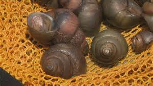 Invasive Snail Warning In Georgia What To Know
