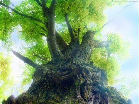 О ДЕРЕВЬЯХ Первыми храмами для многих народов планеты были священные рощи со священным