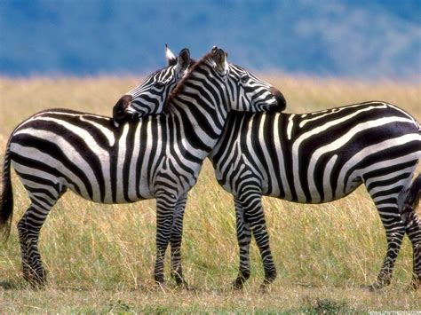 Hd Zebra Wallpapers High Definition Wallpapers High Definition Backgrounds