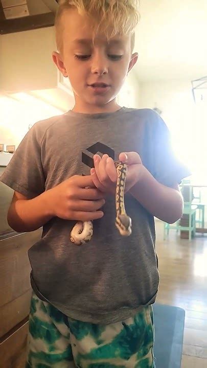 Handling My Ball Python I Havent Named Him Yet Youtube