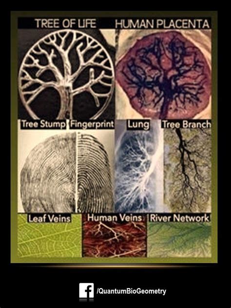 SACRED GEOMETRY IN NATURE AND IN HUMAN BODY Everything Is Connected Cool Science Facts