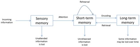 Memory Flashcards Quizlet Memory Flashcards Quizlet
