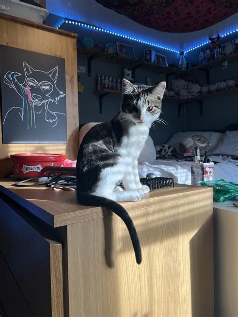 Beetus Is Surprisingly Photogenic Rkitten