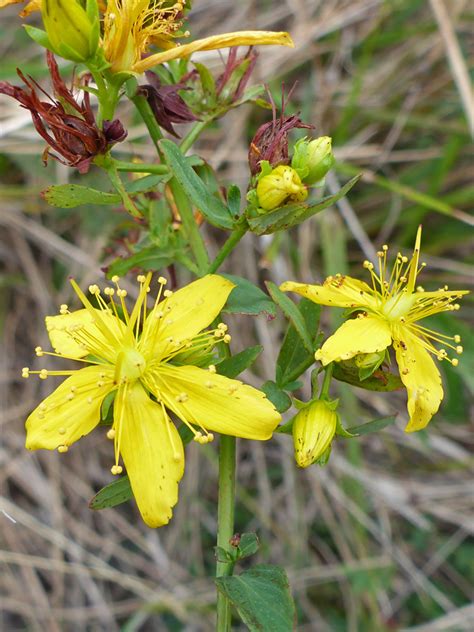 Photographs Of Hypericum Tetrapterum Uk Wildflowers Flowers Some