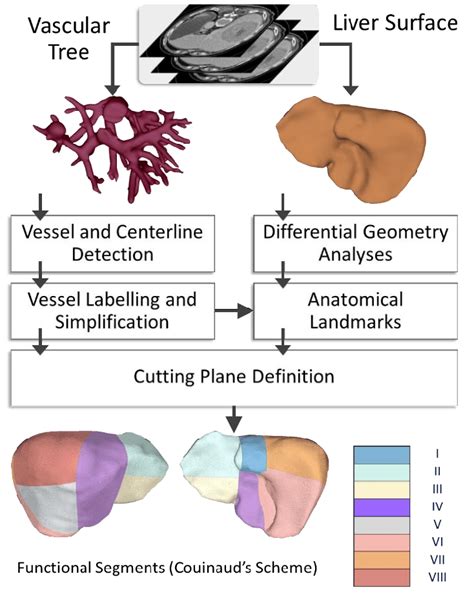 Diagram Showing The Key Steps In The Proposed Functional Liver