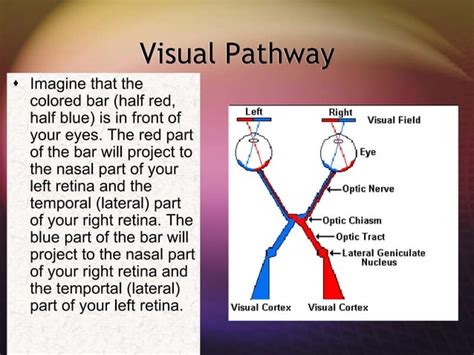 Human Neural Visual Pathway Easypptx 1pptx