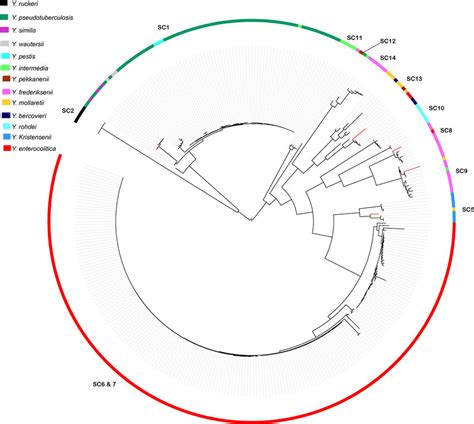 Maximum Likelihood Phylogeny Of Concatenated Alleles Derived From 385 Download Scientific