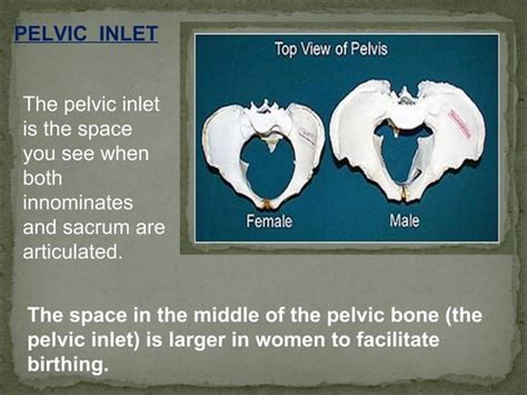Sex Determination PPT