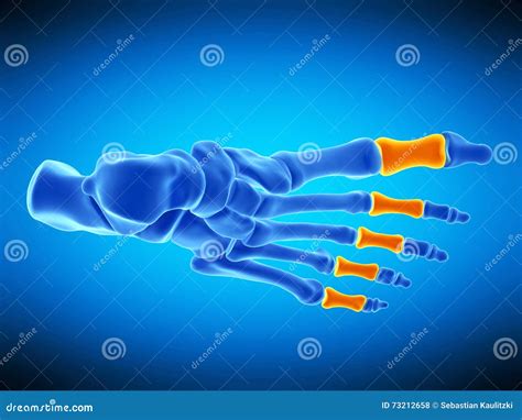 The Proximal Phalanx Bones Royalty Free Cartoon