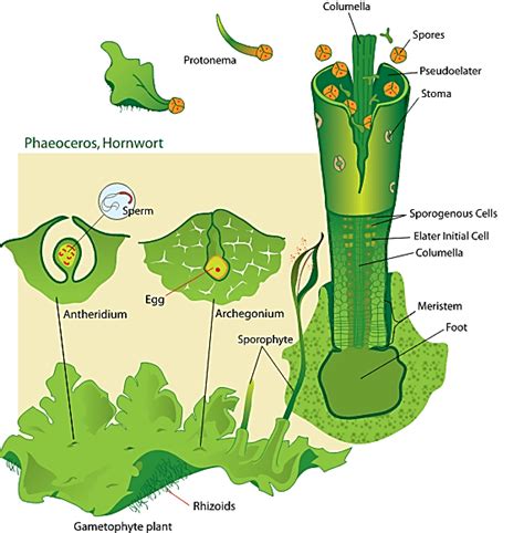 Klasifikasi Tumbuhan Lumut Simak Materinya Tambah Pinter