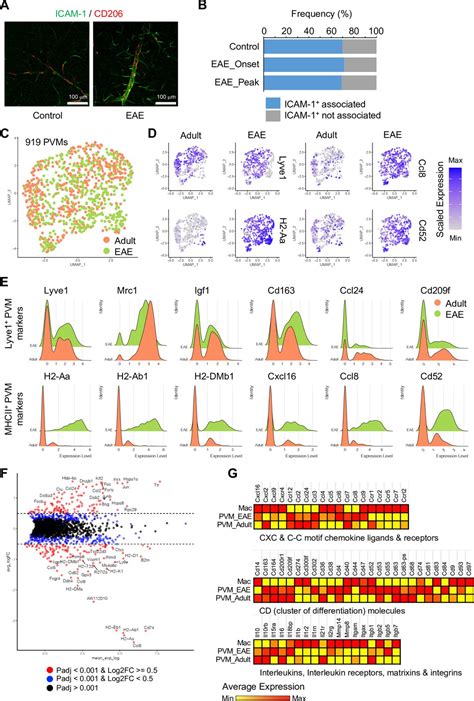 Single Cell Transcriptomics Reveals Functionally Specialized Vascular Endothelium In Brain Elife