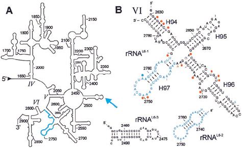 Rrna Primary Structure
