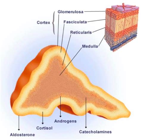 32 Steroid Drugs Corticosteroids Flashcards Quizlet